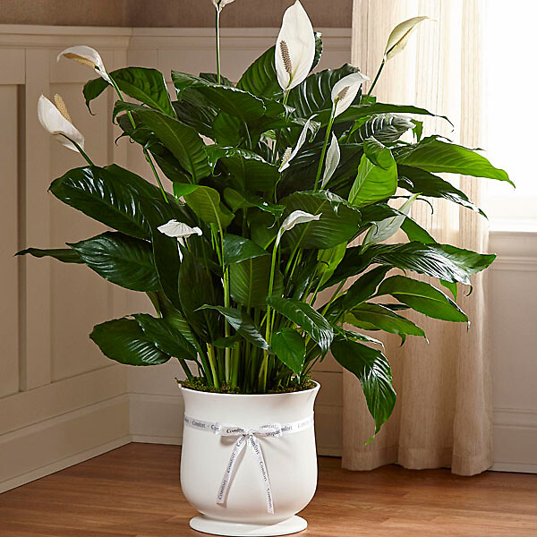 The Comfort™ Planter arranged by a florist in Portsmouth, OH : Colonial ...